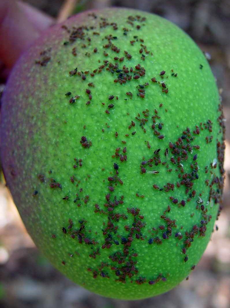 Aphids | Infonet Biovision Home.